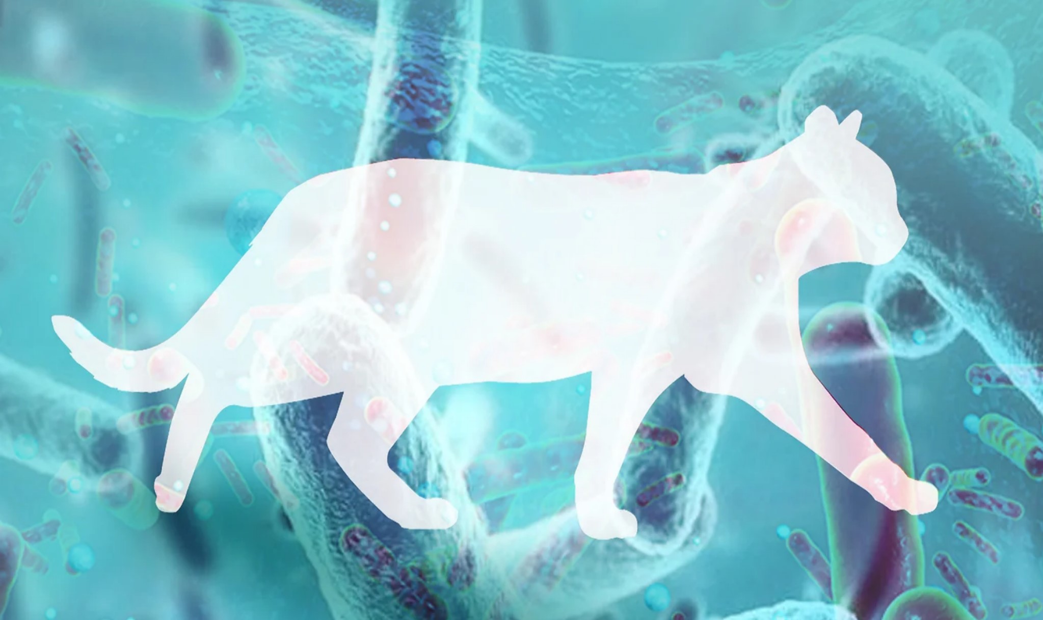 Animal microbiomes hold the key to new antifungals