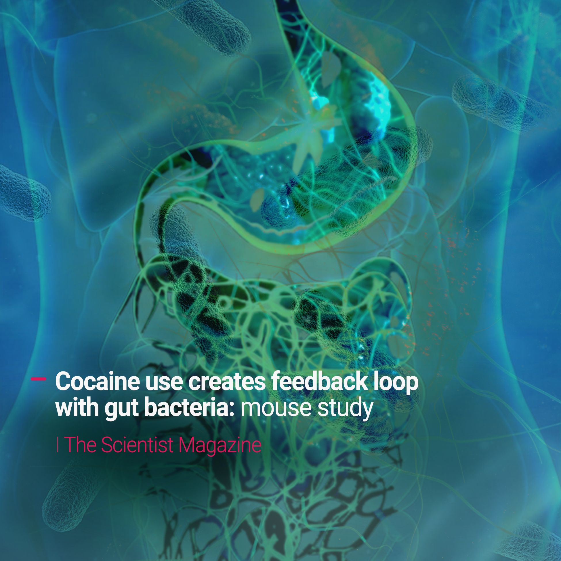 Cocaine use creates feedback loop with gut bacteria: mouse study